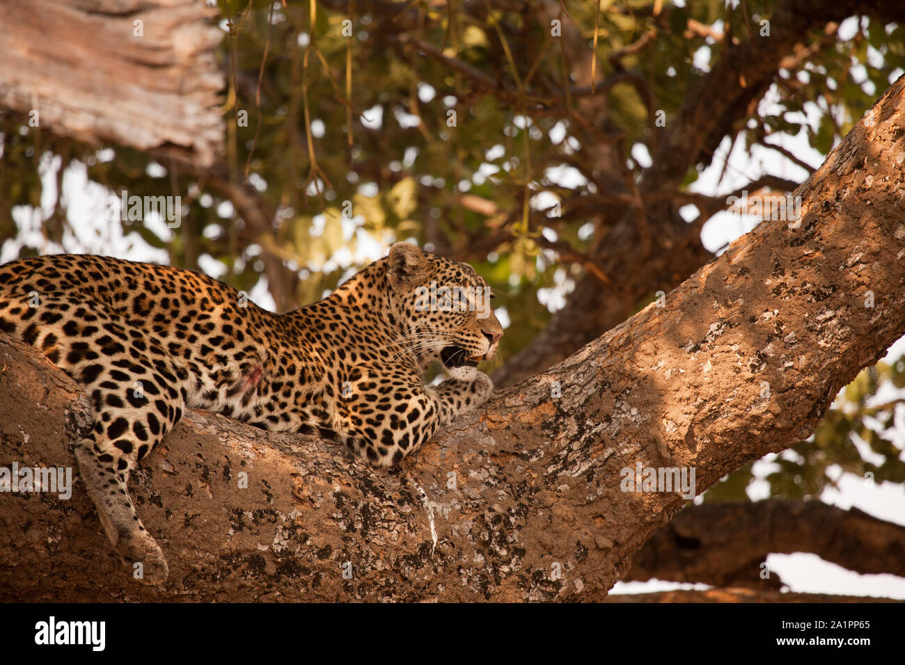 Leopard reclining on a tree branch, a circular wound can be seen on its ...