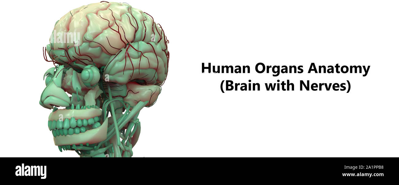 Central Organ of Human Nervous System Brain Anatomy Stock Photo - Alamy