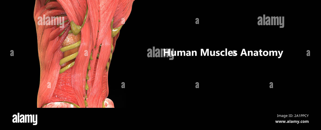 Human Body Muscular System Anatomy Stock Photo - Alamy