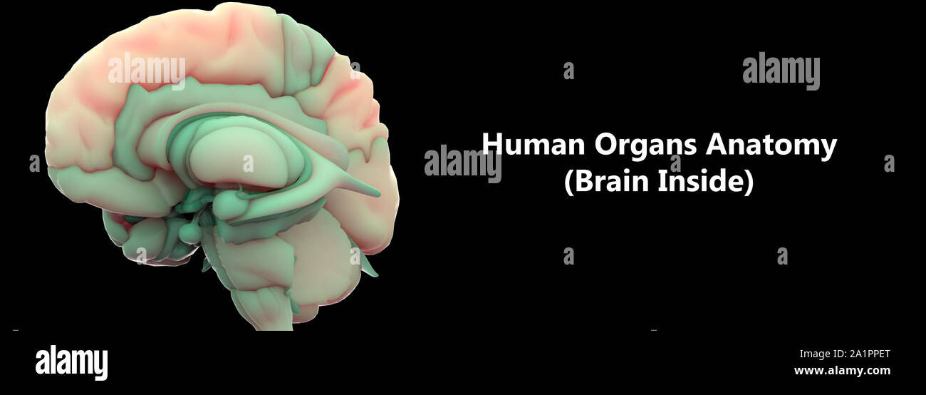 Central Organ of Human Nervous System Brain Anatomy Stock Photo - Alamy
