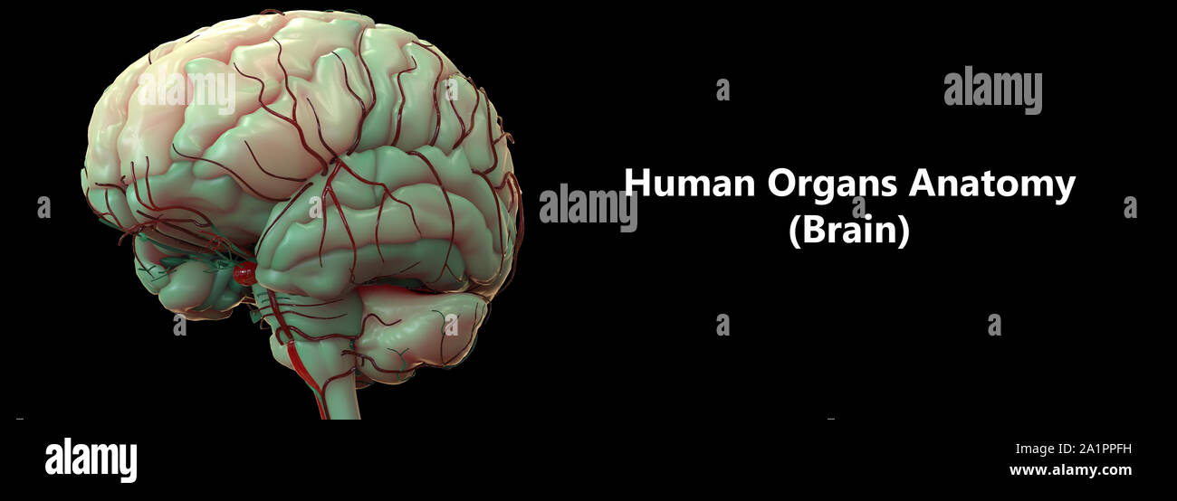 Central Organ of Human Nervous System Brain Anatomy Stock Photo - Alamy