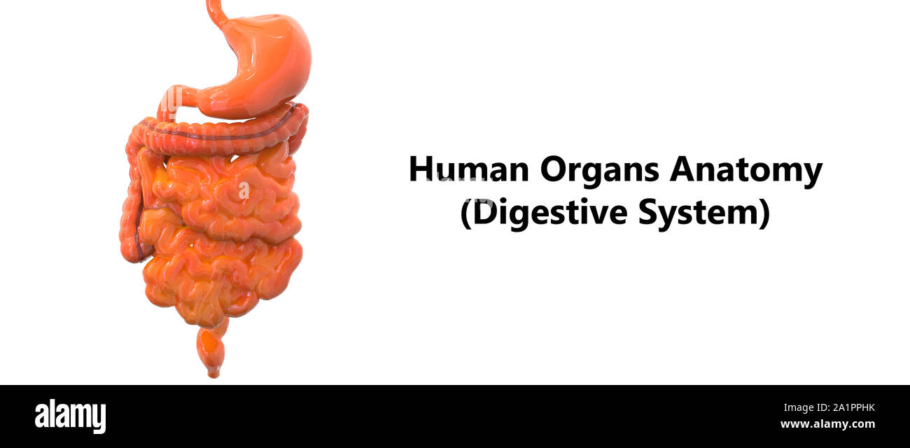 Human Internal Organs Digestive System Anatomy Stock Photo - Alamy