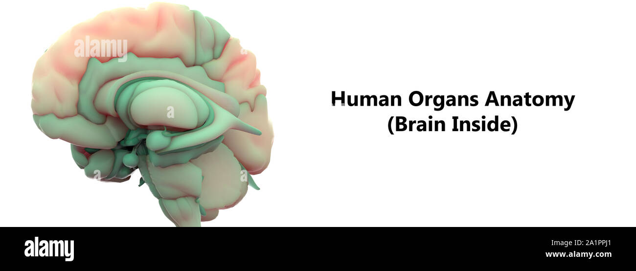 Central Organ of Human Nervous System Brain Anatomy Stock Photo - Alamy