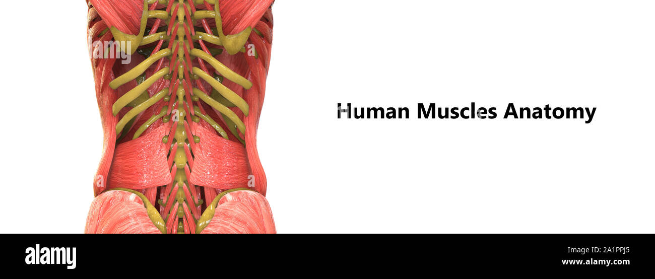 Human Body Muscular System Anatomy Stock Photo - Alamy