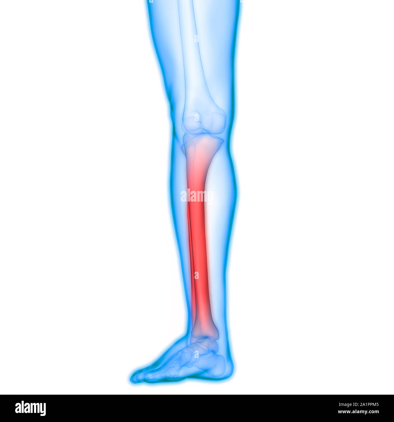 Human Skeleton System Bone Joints Anatomy Stock Photo - Alamy