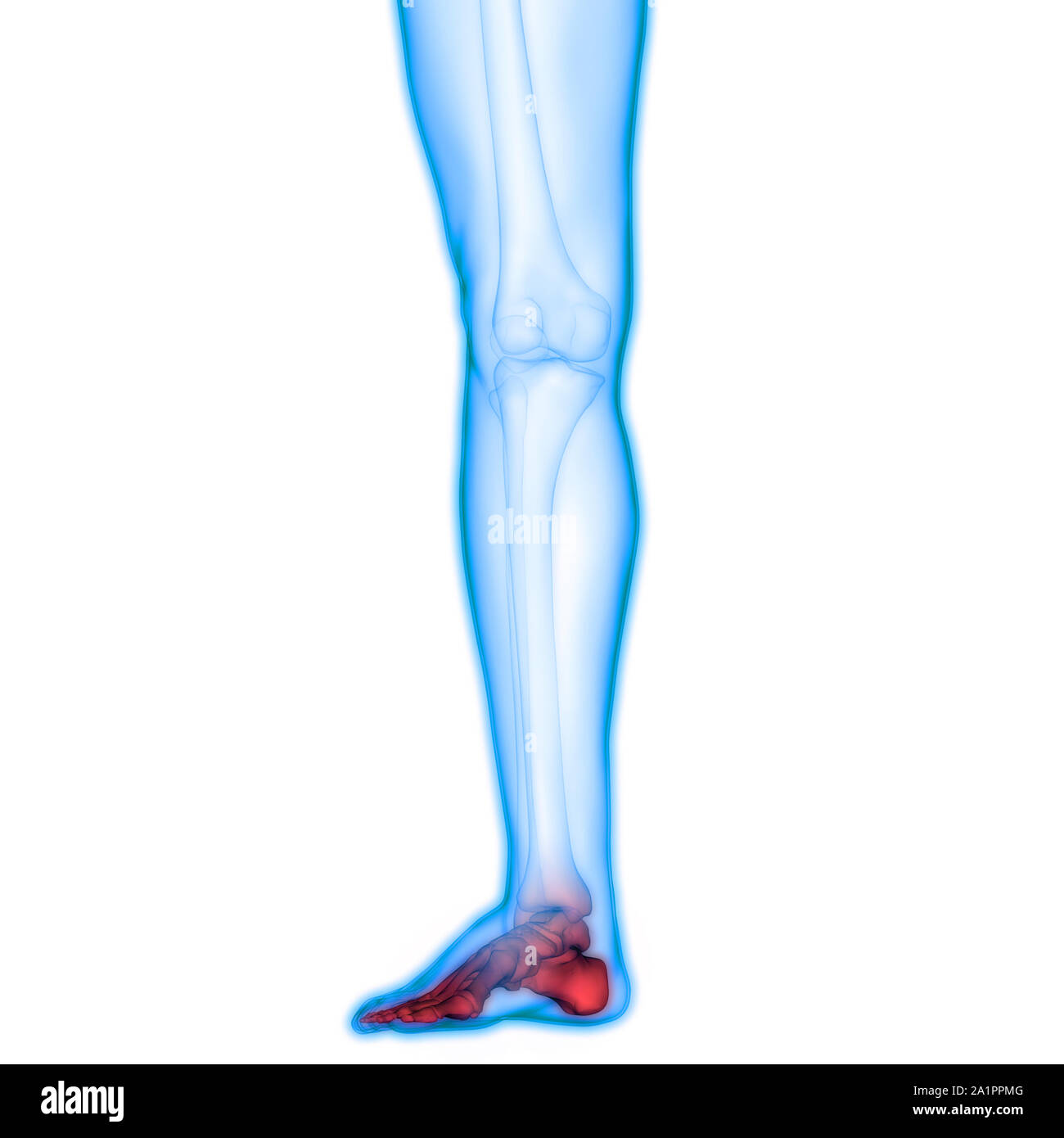 Human Skeleton System Bone Joints Anatomy Stock Photo - Alamy