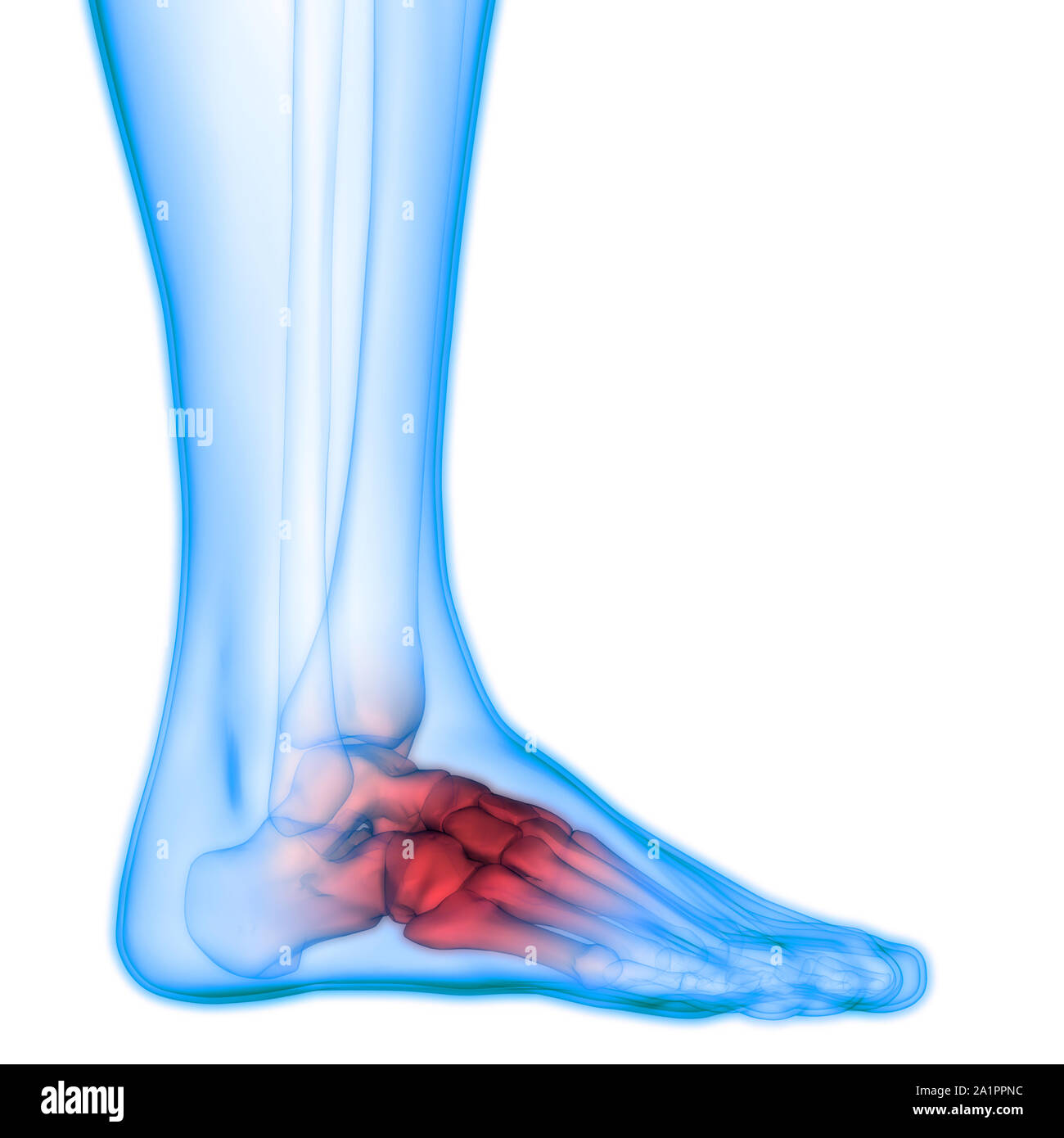 Human Skeleton System Bone Joints Anatomy Stock Photo - Alamy