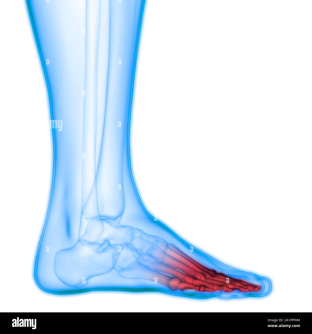 Human Skeleton System Bone Joints Anatomy Stock Photo - Alamy