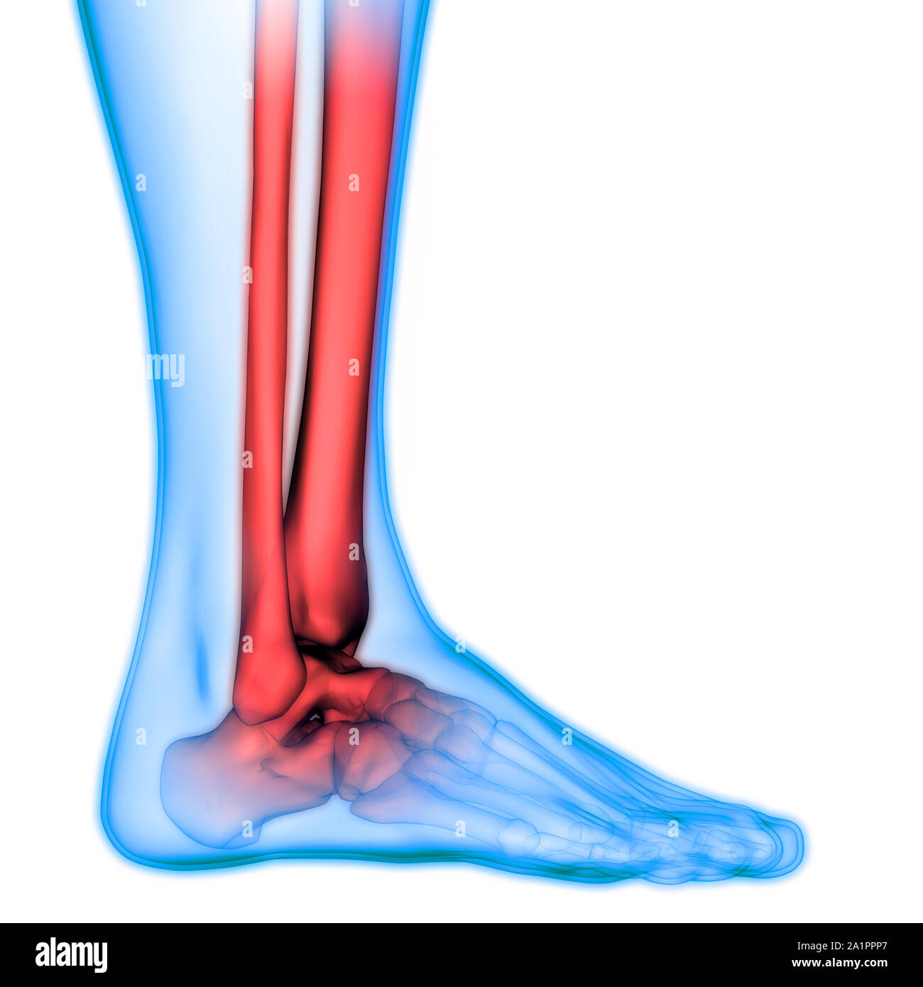 Human Skeleton System Bone Joints Anatomy Stock Photo - Alamy