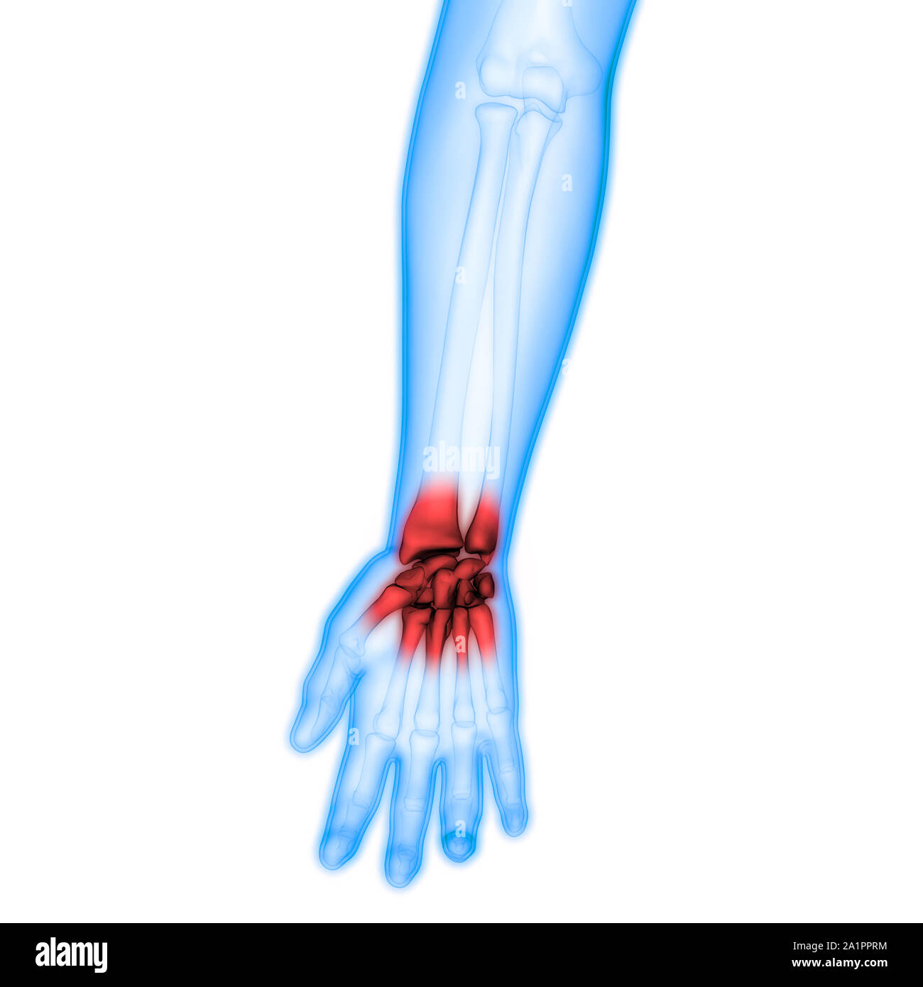 Human Skeleton System Bone Joints Anatomy Stock Photo - Alamy