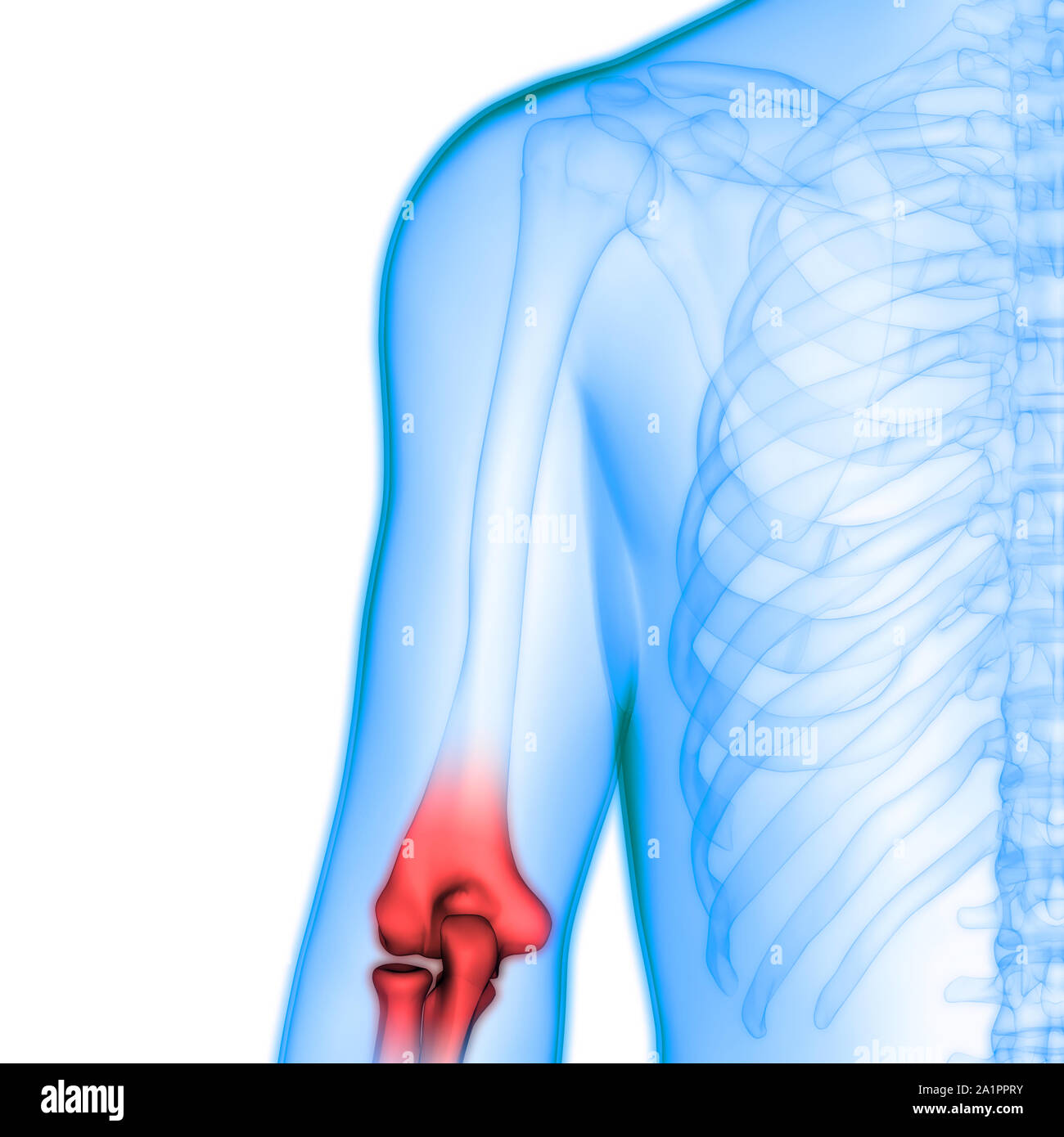 Human Skeleton System Bone Joints Anatomy Stock Photo - Alamy