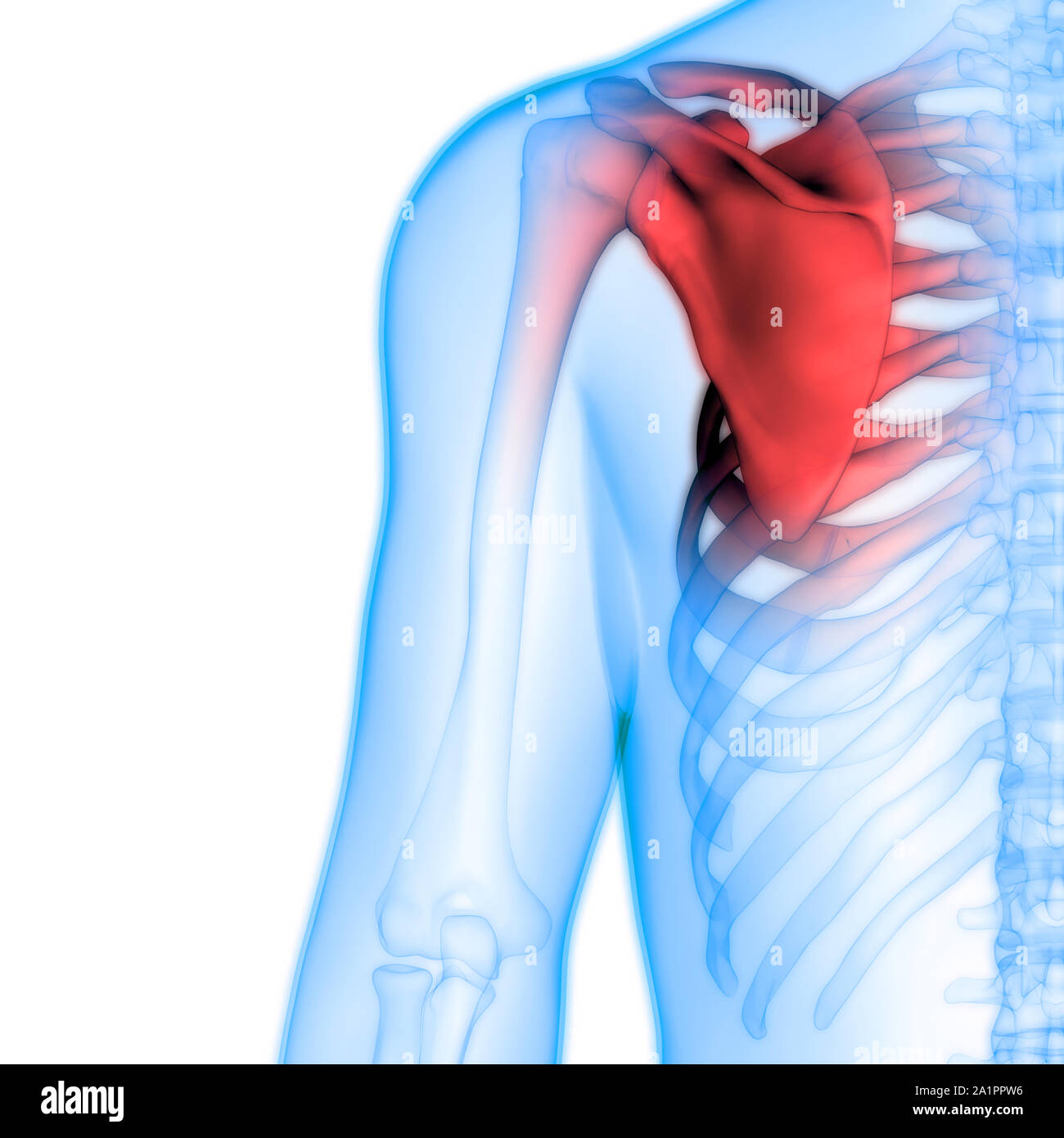 Human Skeleton System Scapula Bone Joints Anatomy Stock Photo - Alamy