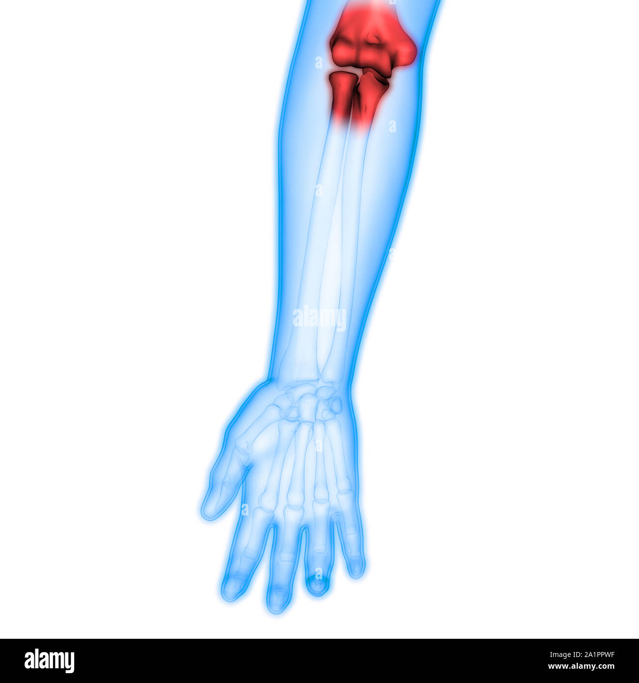 Human Skeleton System Bone Joints Anatomy Stock Photo - Alamy