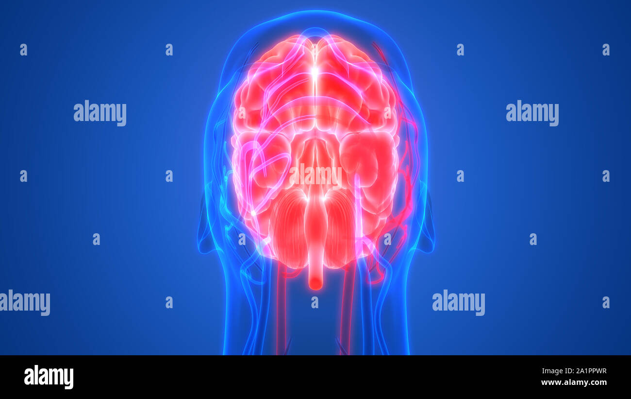 Central Organ of Human Nervous System Brain Anatomy Stock Photo - Alamy