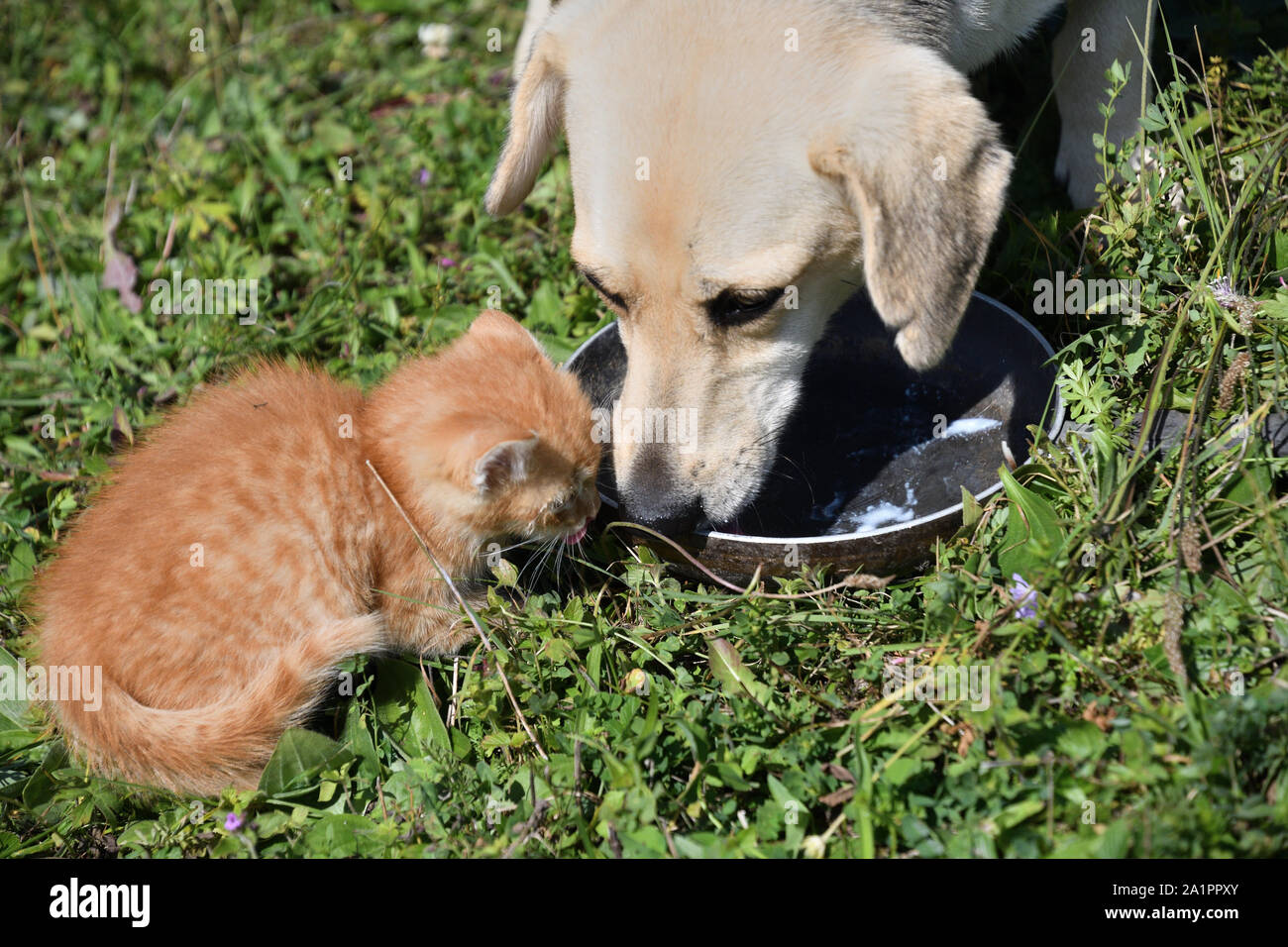 Will A Big Dog Eat A Small Dog