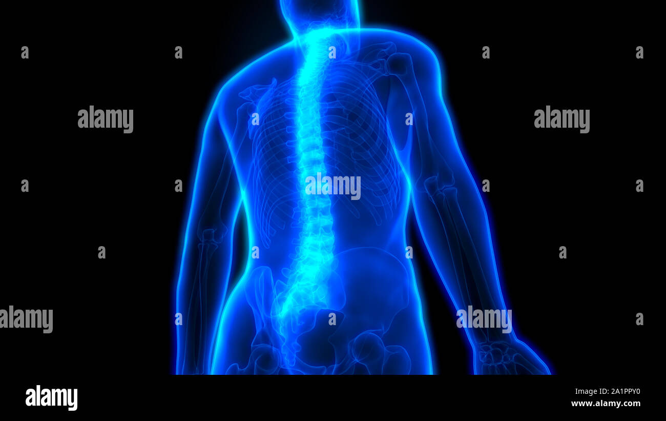 Human Skeleton System Vertebral Column Anatomy Stock Photo - Alamy