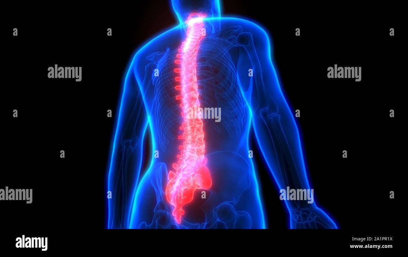 Human Skeleton System Vertebral Column Anatomy Stock Photo - Alamy