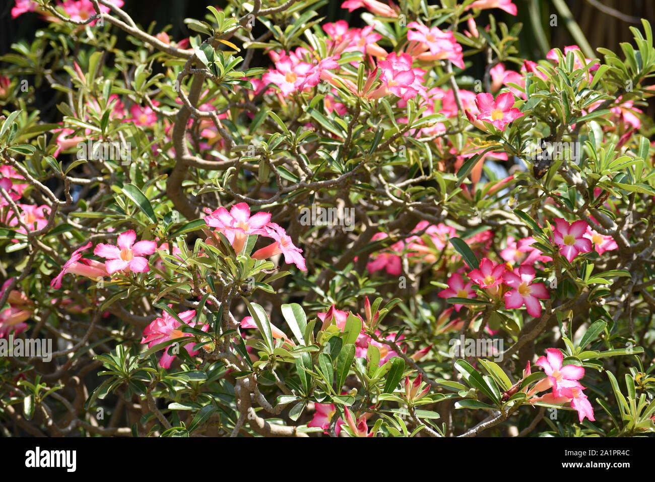 Desert rose plant with pink flowers Stock Photo - Alamy