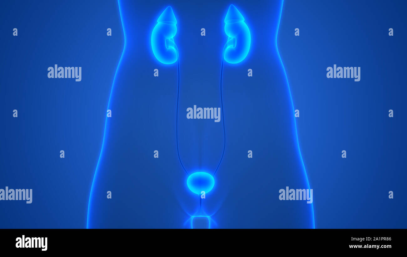Female urinary System Kidneys with Bladder Anatomy Stock Photo - Alamy