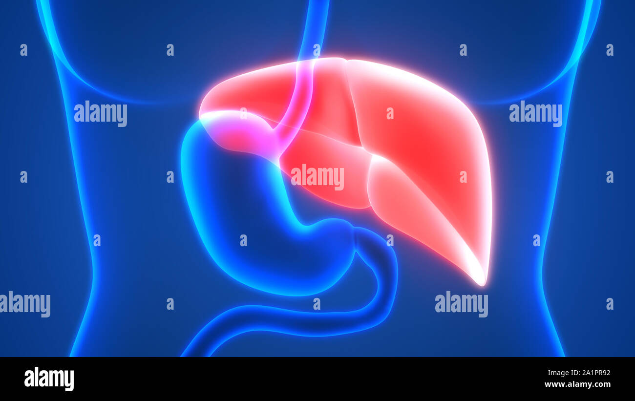 Human Internal Digestive Organ Liver Anatomy Stock Photo - Alamy