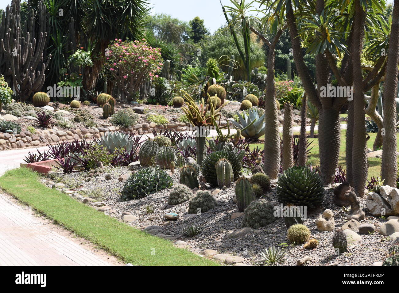 Ornamental grass succulents hi-res stock photography and images - Alamy