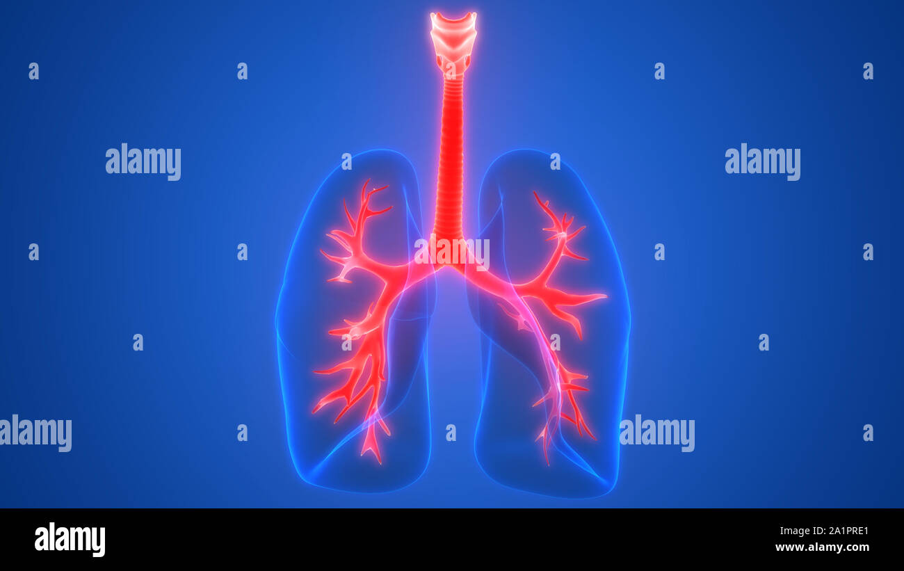 Human Respiratory System Lungs Anatomy Stock Photo - Alamy