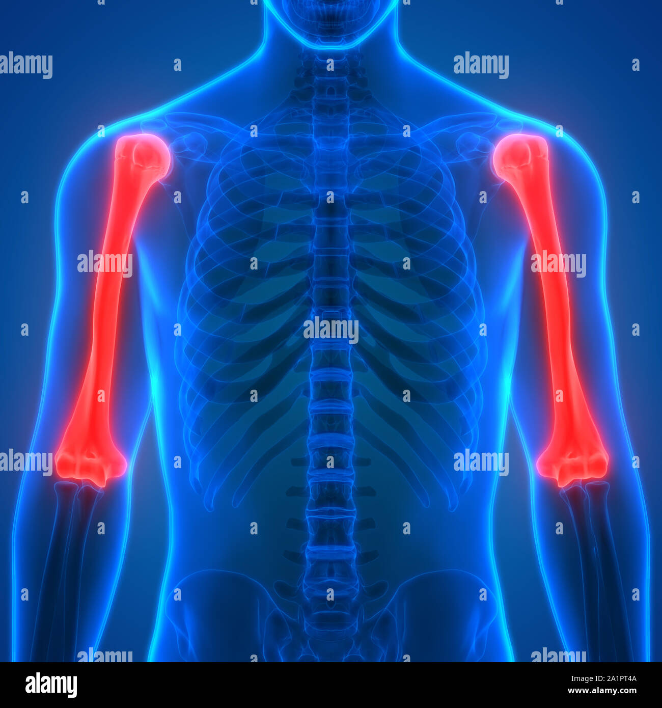 Human Skeleton System Bone Joints Anatomy Stock Photo - Alamy