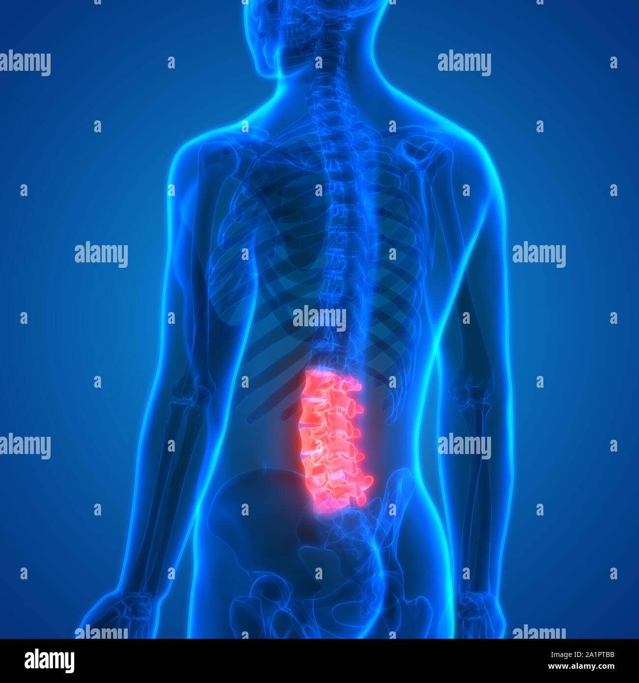 Human Skeleton System Vertebral Column Anatomy Stock Photo - Alamy