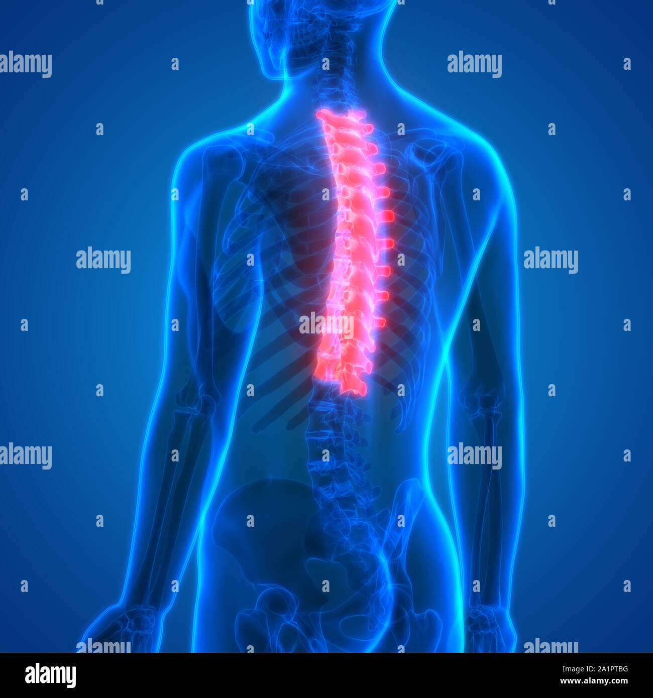 Human Skeleton System Vertebral Column Anatomy Stock Photo - Alamy