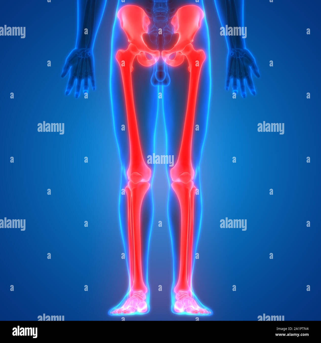 Human Skeleton System Bone Joints Anatomy Stock Photo - Alamy