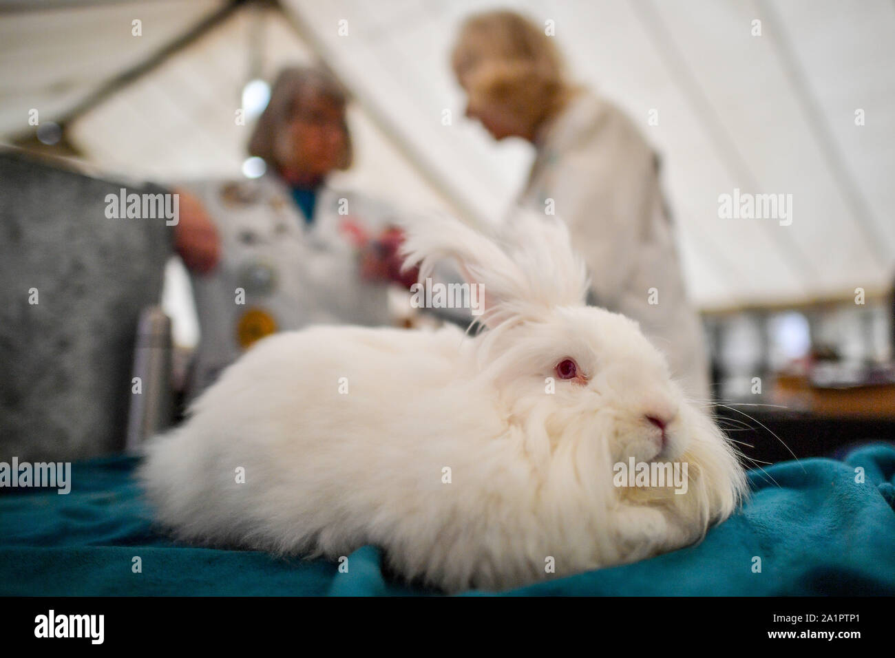 An Angora rabbit at the Malvern Autumn Show at the Three Counties ...