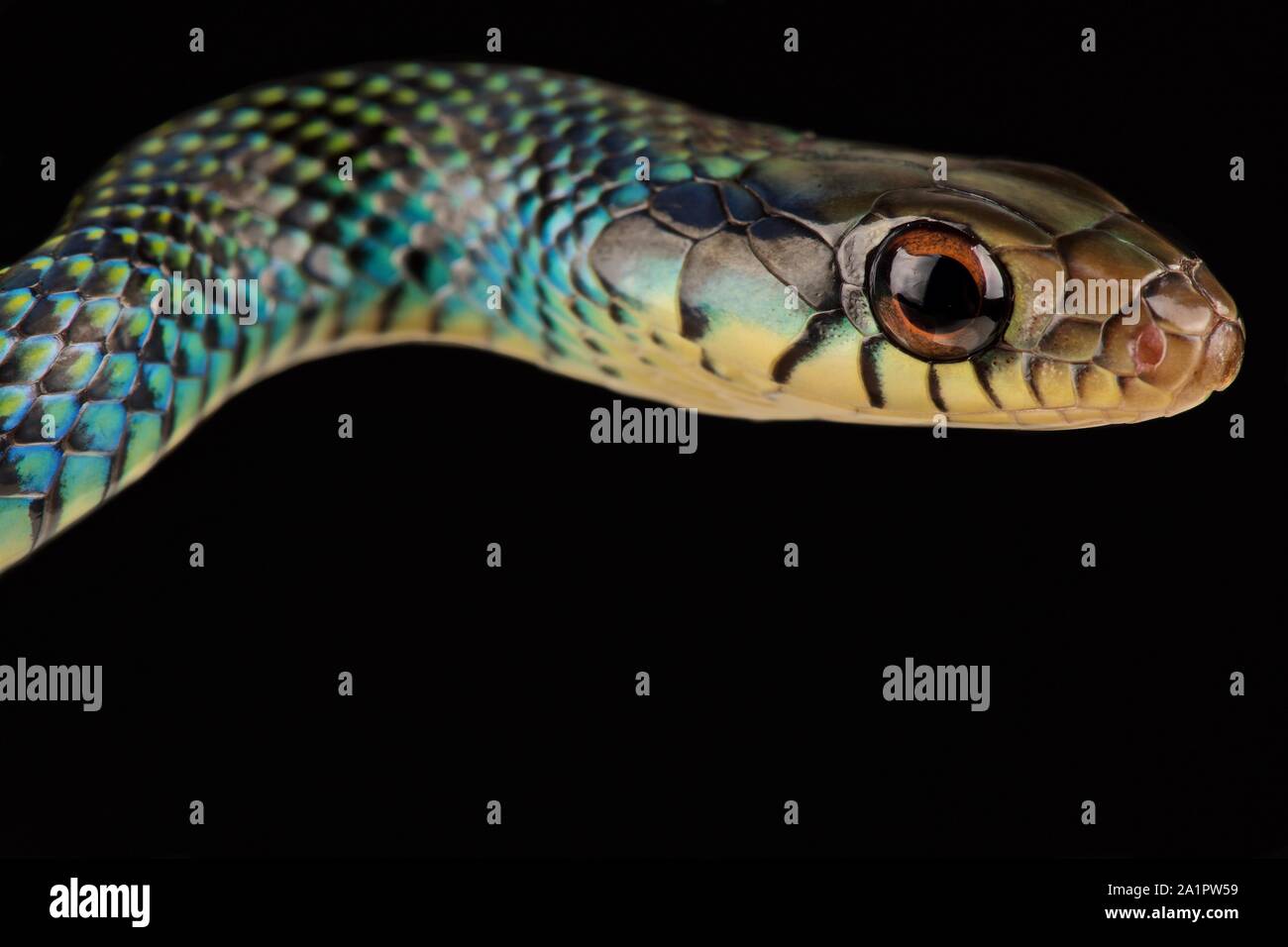 Blue racer snake hi-res stock photography and images - Alamy