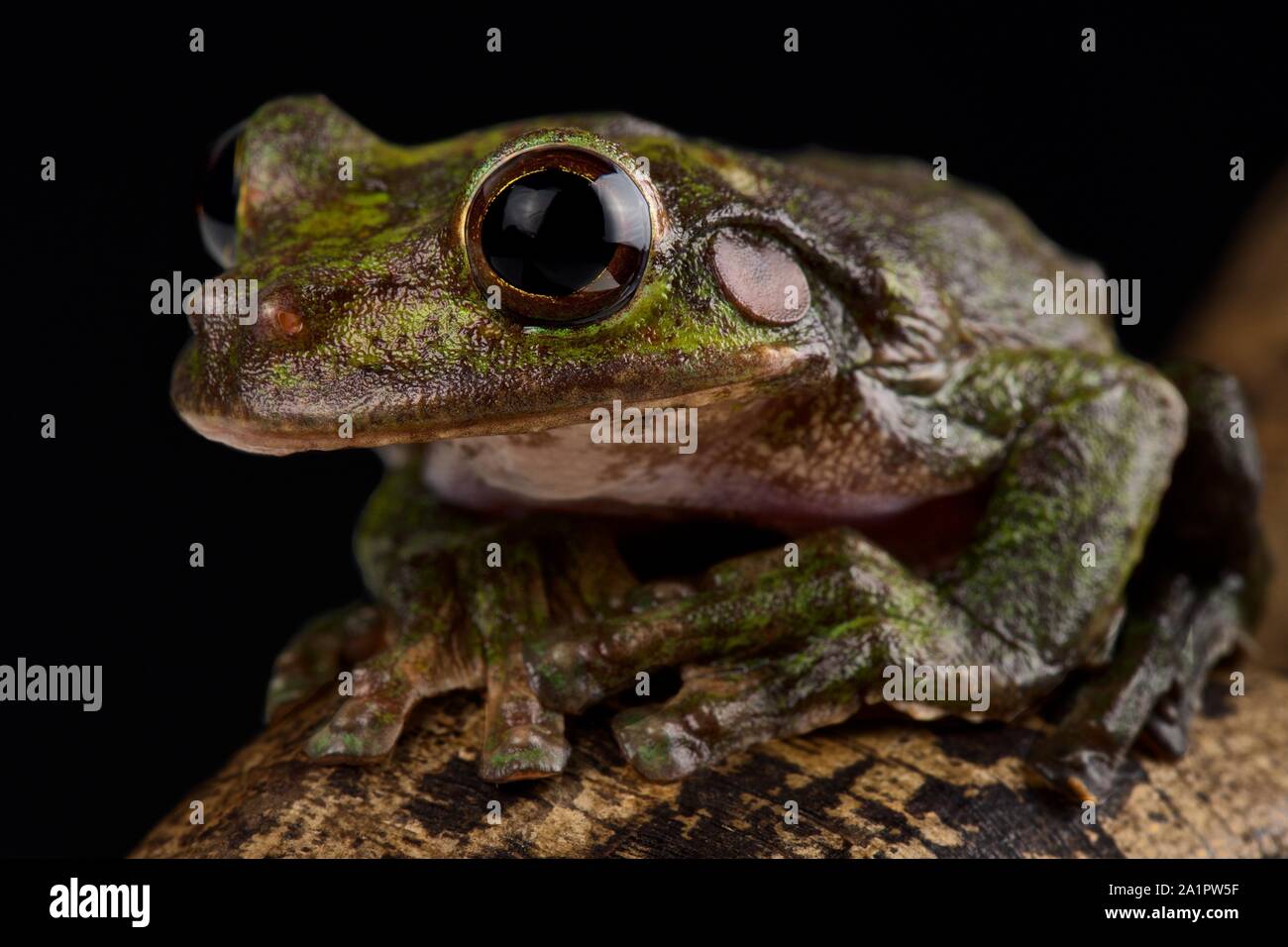 Fairy tree frog (Charadrahyla chaneque Stock Photo - Alamy