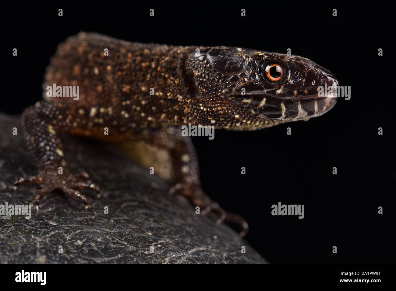 Tuxtla Tropical Night Lizard (Lepidophyma tuxtlae Stock Photo - Alamy