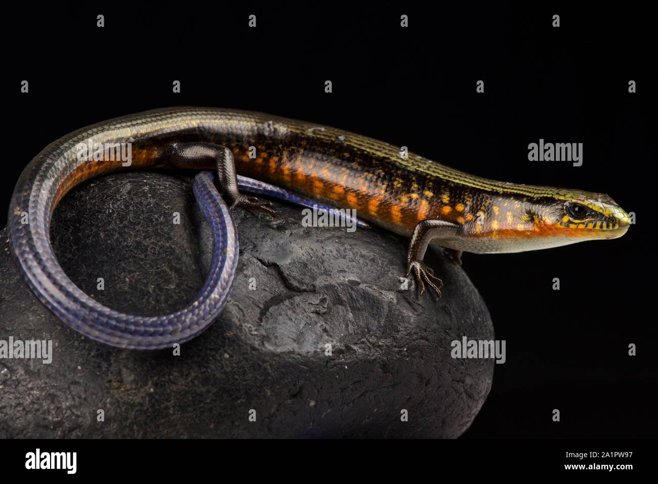 Galliwasp hi-res stock photography and images - Alamy