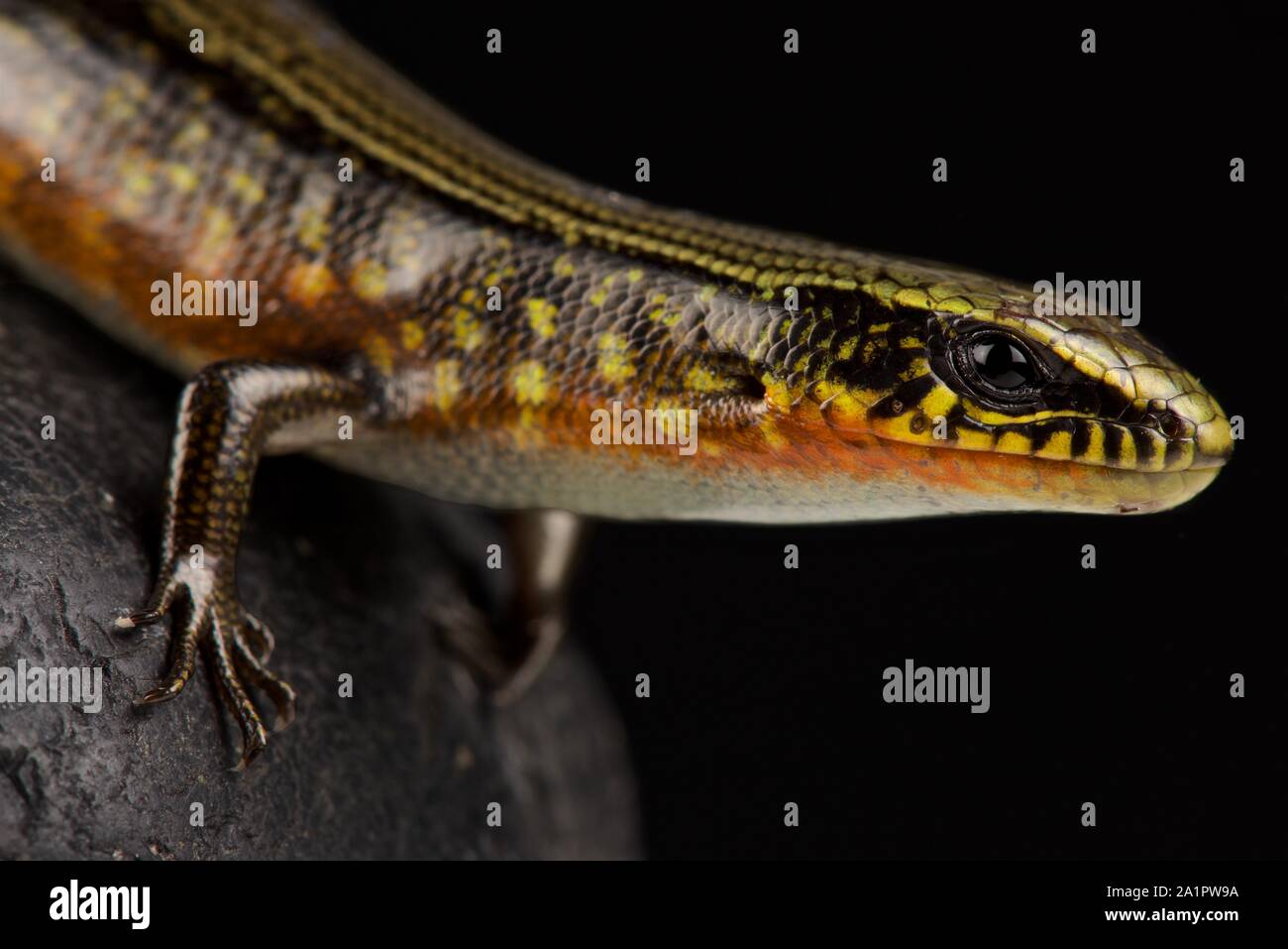 Celestuc hi-res stock photography and images - Alamy