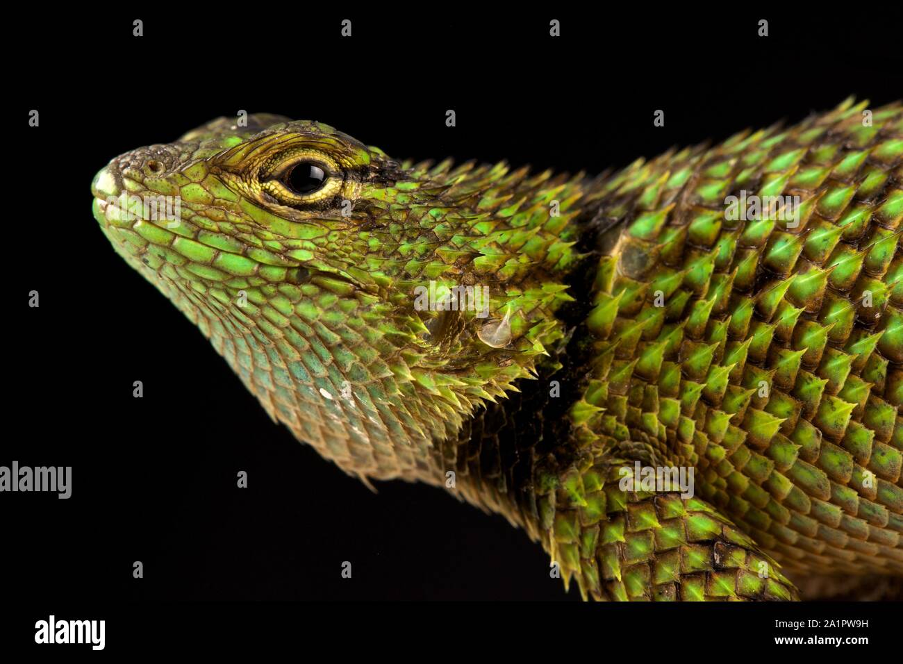 Mail-snouted Spiny Lizard (Sceloporus internasalis Stock Photo - Alamy