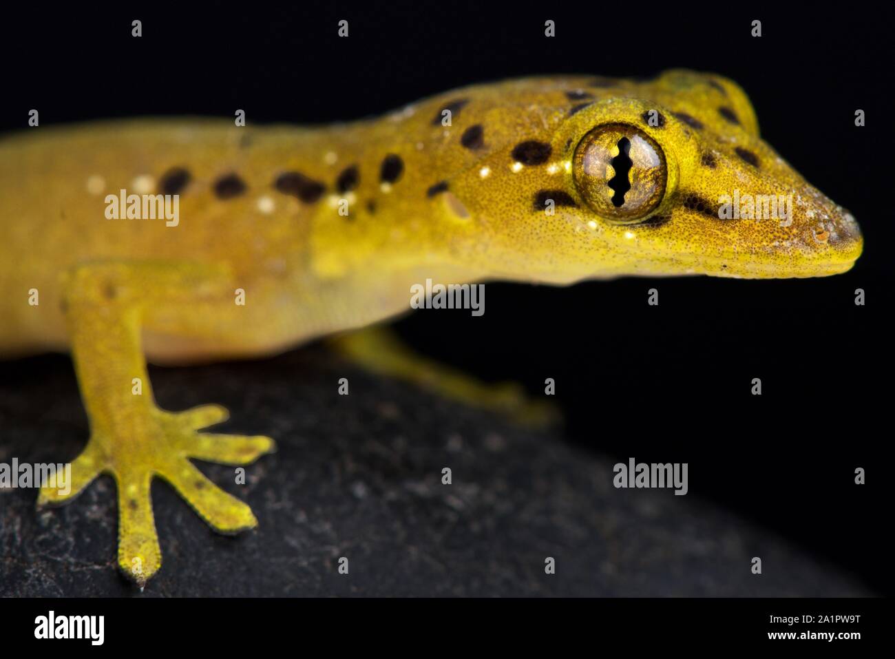 Polillo hi-res stock photography and images - Alamy