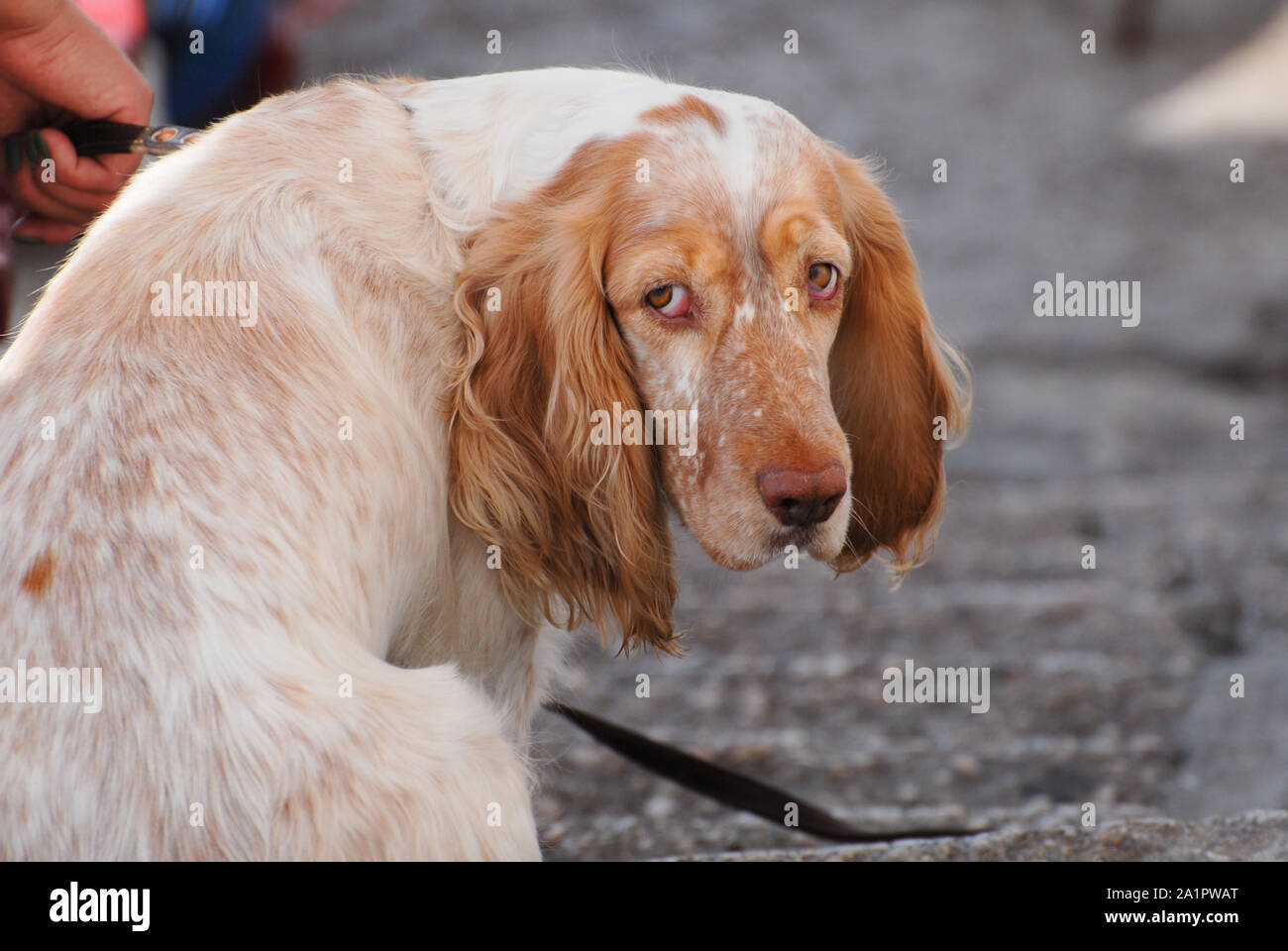 owner hand holding leash of brown red white cocker spaniel sitting dog ...