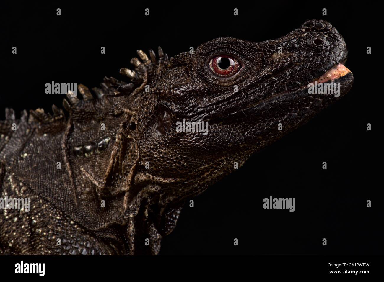 Ambon sailfin lizard (Hydrosaurus amboinensis Stock Photo - Alamy