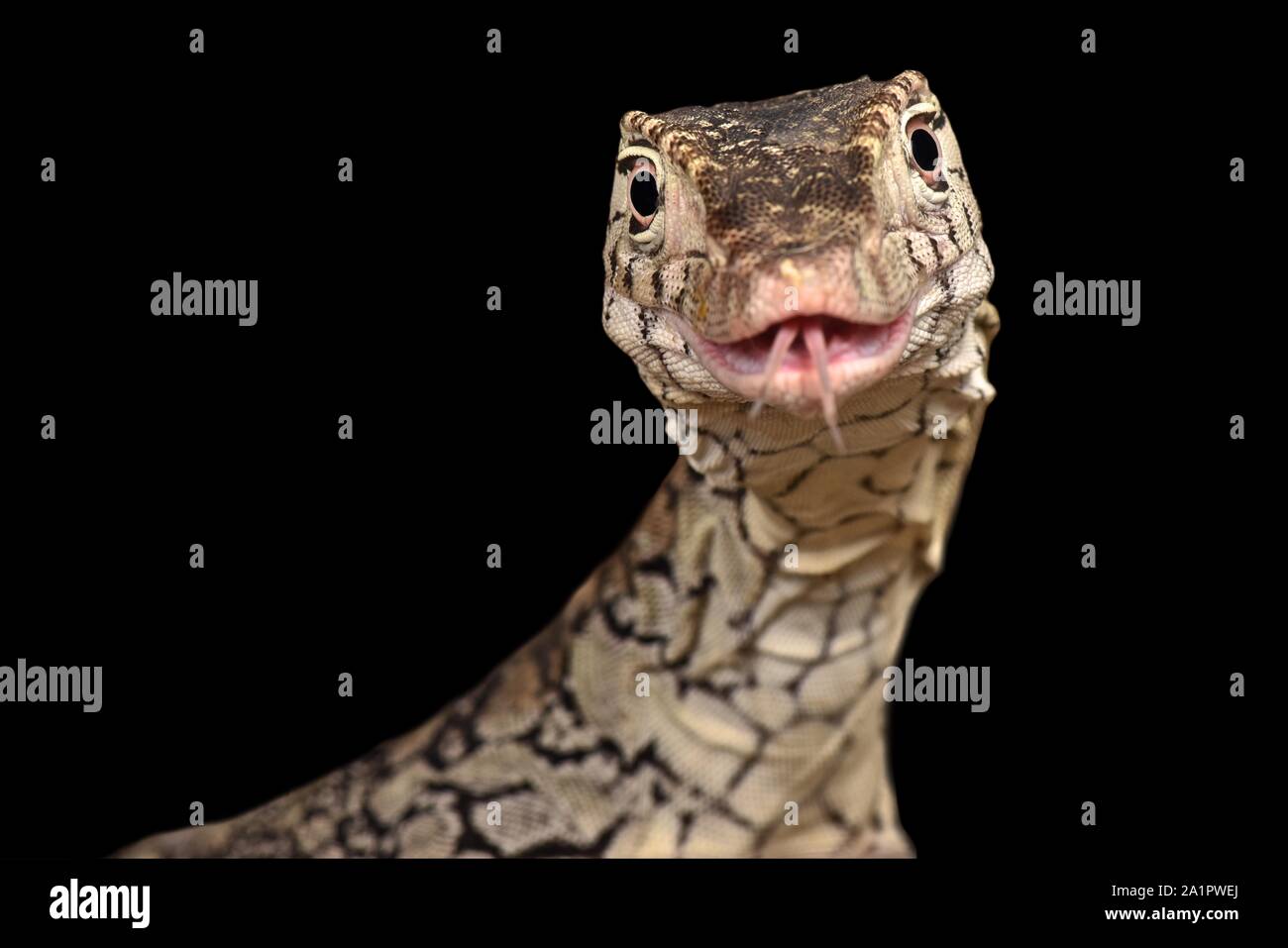 Perentie hi-res stock photography and images - Alamy