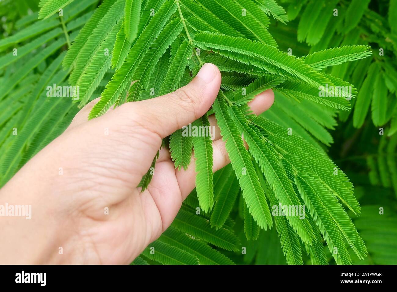 Vegetable and Herb, Gardener Hand Holding Fresh Acacia Pennata or ...