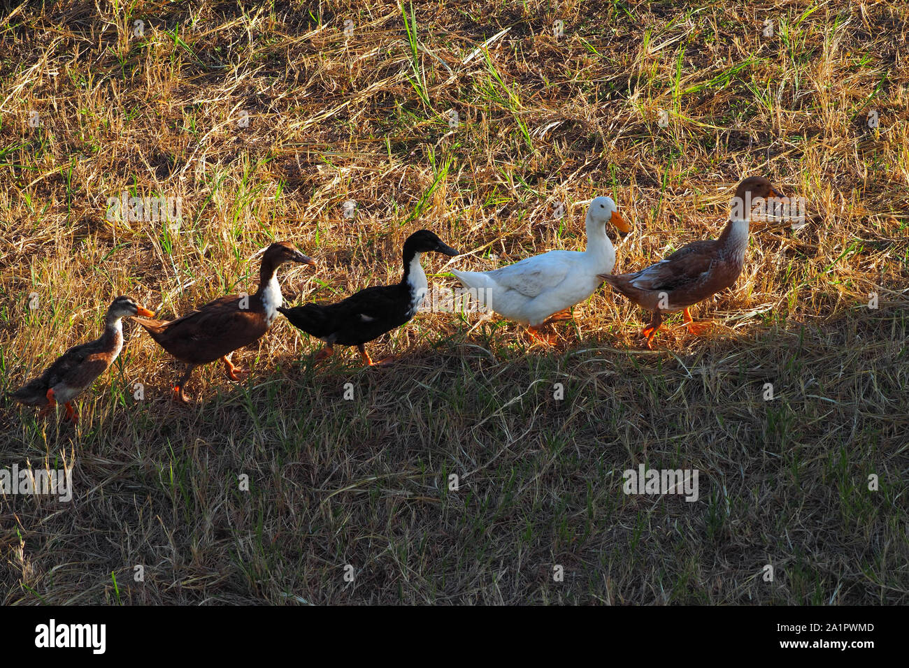 Dominican wings hi-res stock photography and images - Alamy