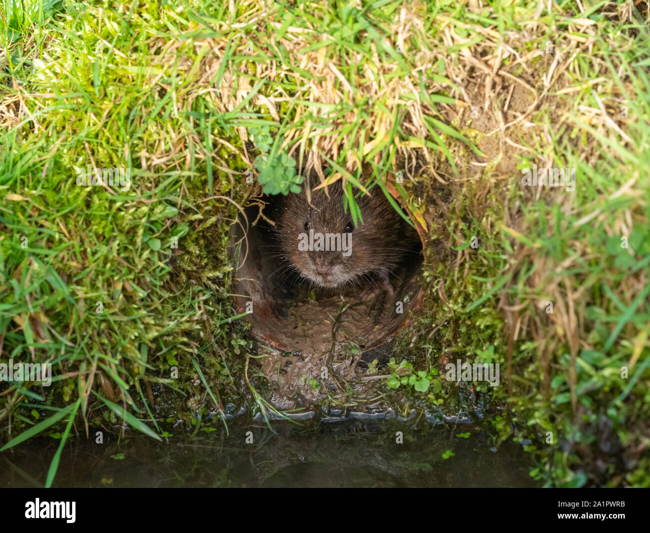 Bank vole by hole hi-res stock photography and images - Alamy
