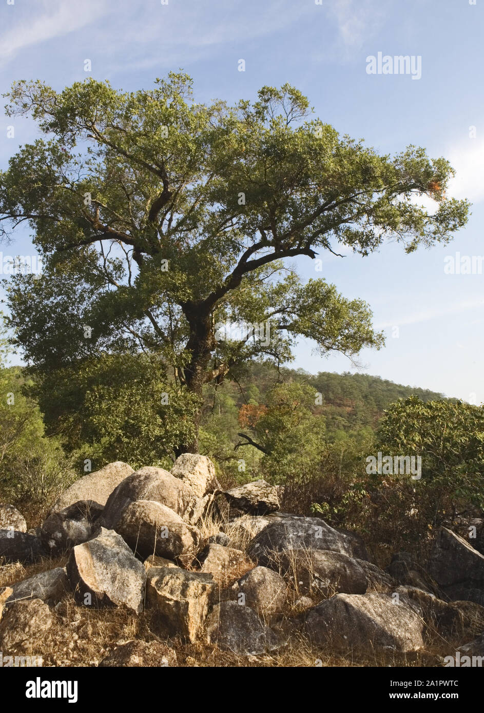 Mexica flora hi-res stock photography and images - Alamy