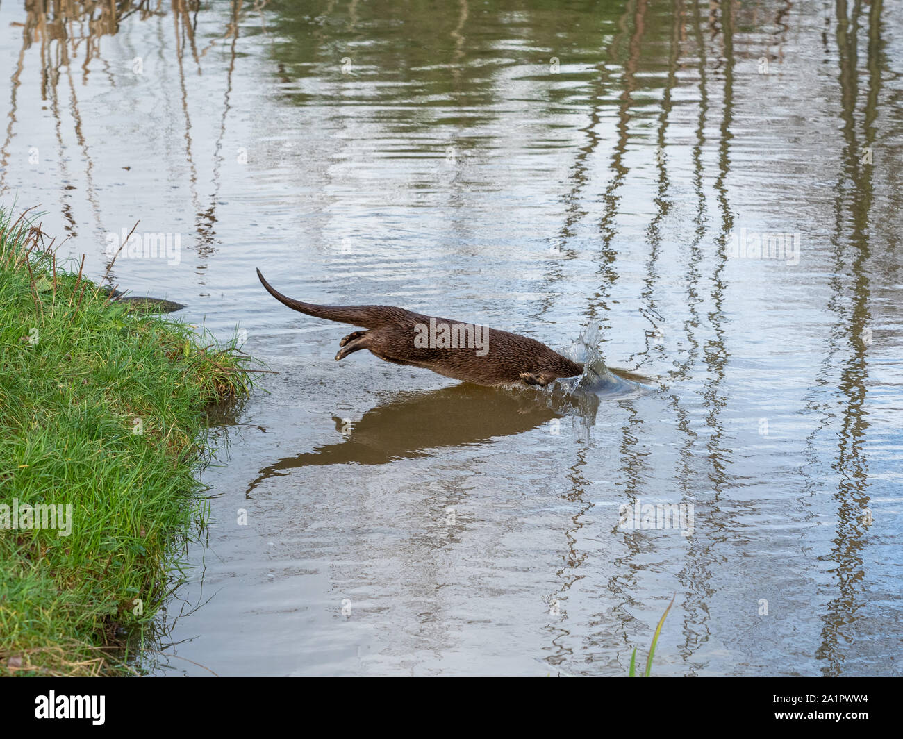 Eurasian otter (Lutra lutra) . Jumping into Water Stock Photo - Alamy