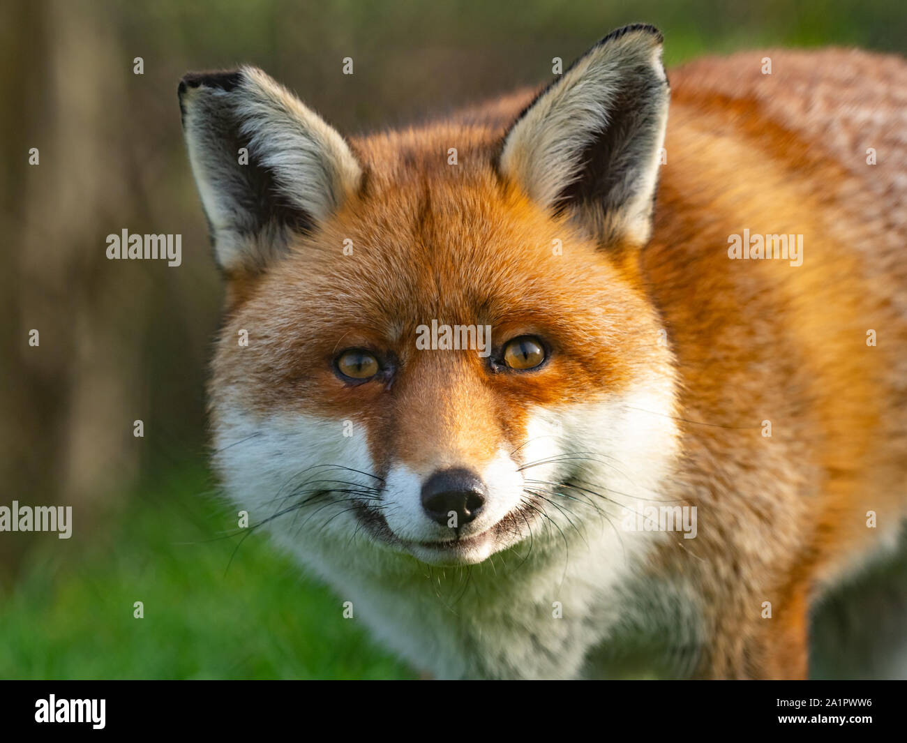 Red Fox (Vulpes vulpes). Close up of head Stock Photo - Alamy