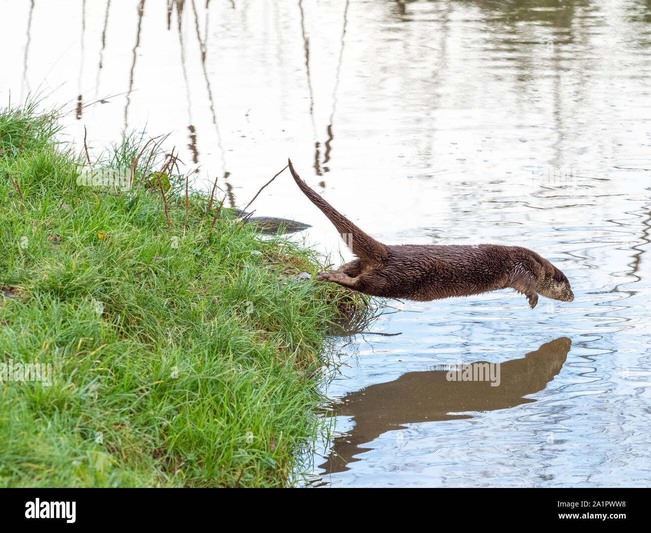 Eurasian otter (Lutra lutra) . Jumping into Water Stock Photo - Alamy