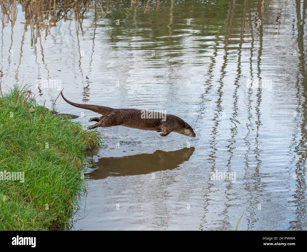 Eurasian otter (Lutra lutra) . Jumping into Water Stock Photo - Alamy