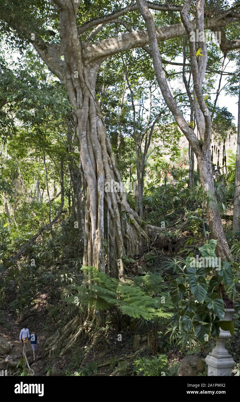 Mexico banyan tree hi-res stock photography and images - Alamy